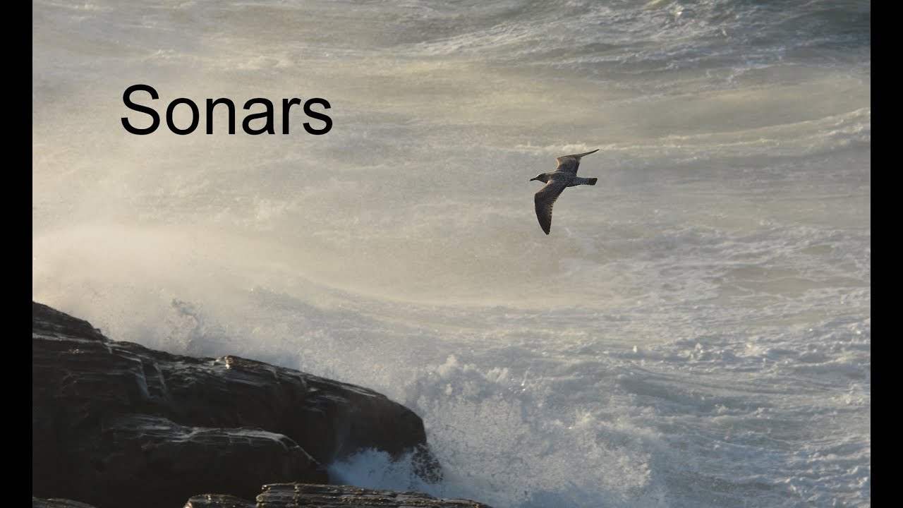 Sonars Youtube
