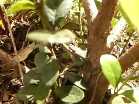 Brotes De Falso Guayabo Feijoa Acca Sellowiana Youtube