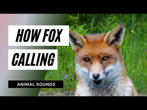 The Animal Sounds Fox S Call Sound Effect Animation Youtube