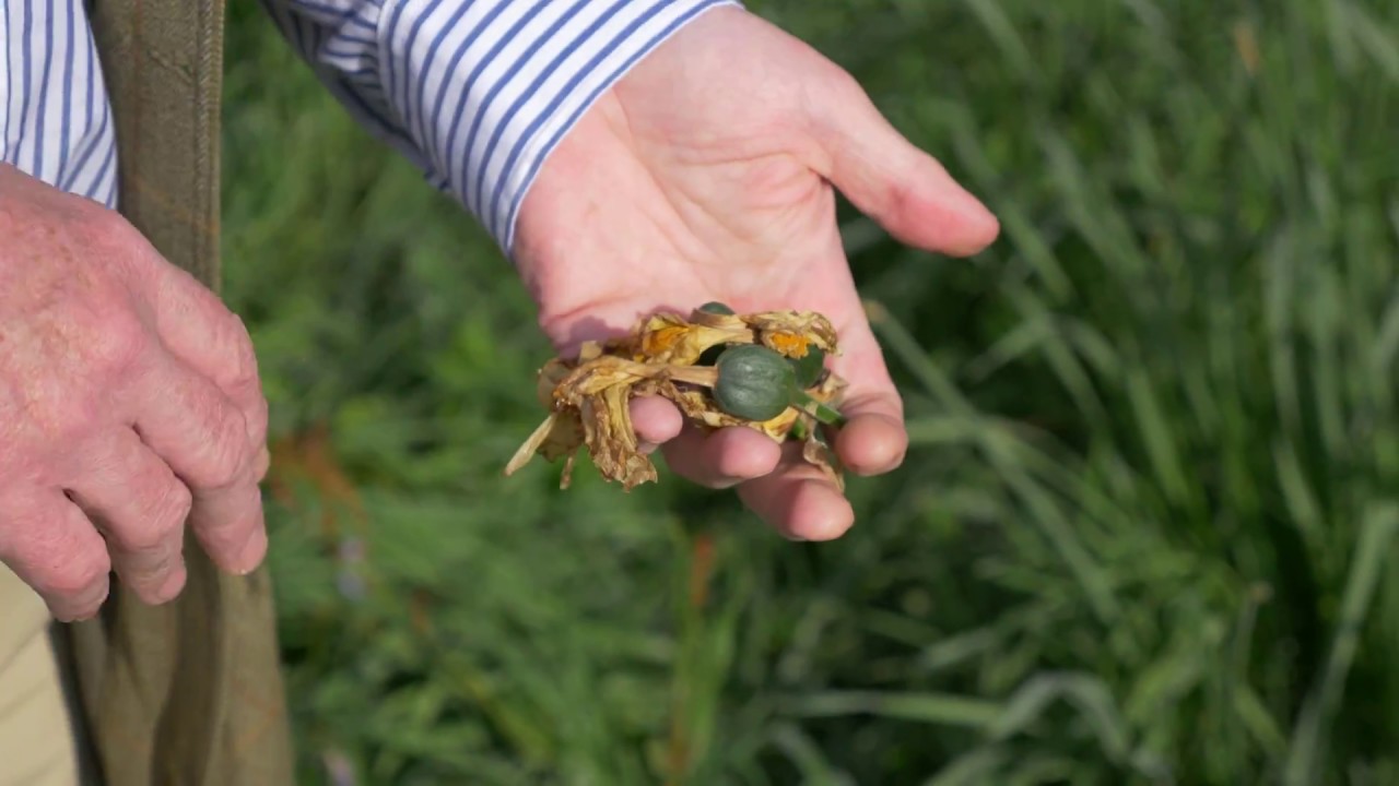 Daffodils Deadheading Pruning Youtube