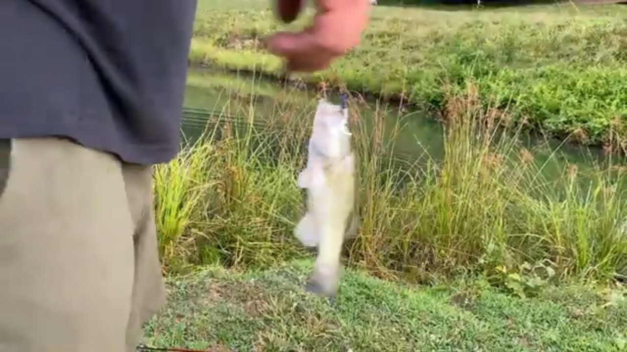 Pond Fishing Youtube