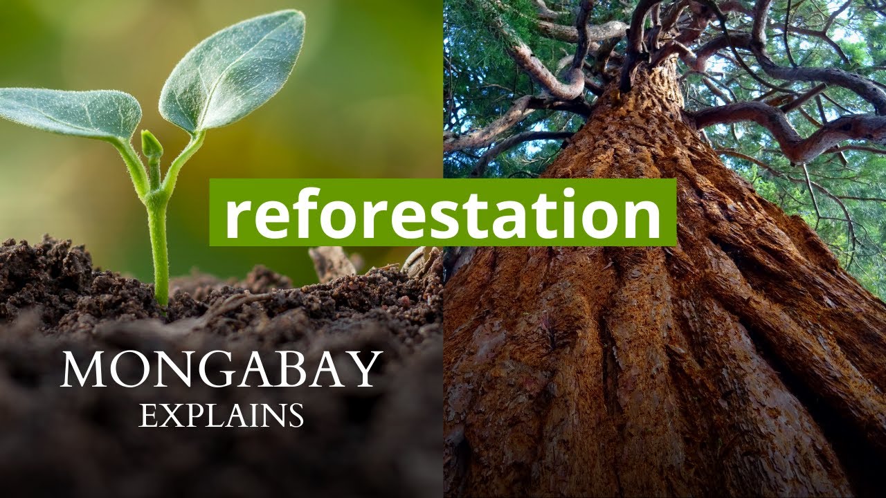 Definition For The Term Reforestation