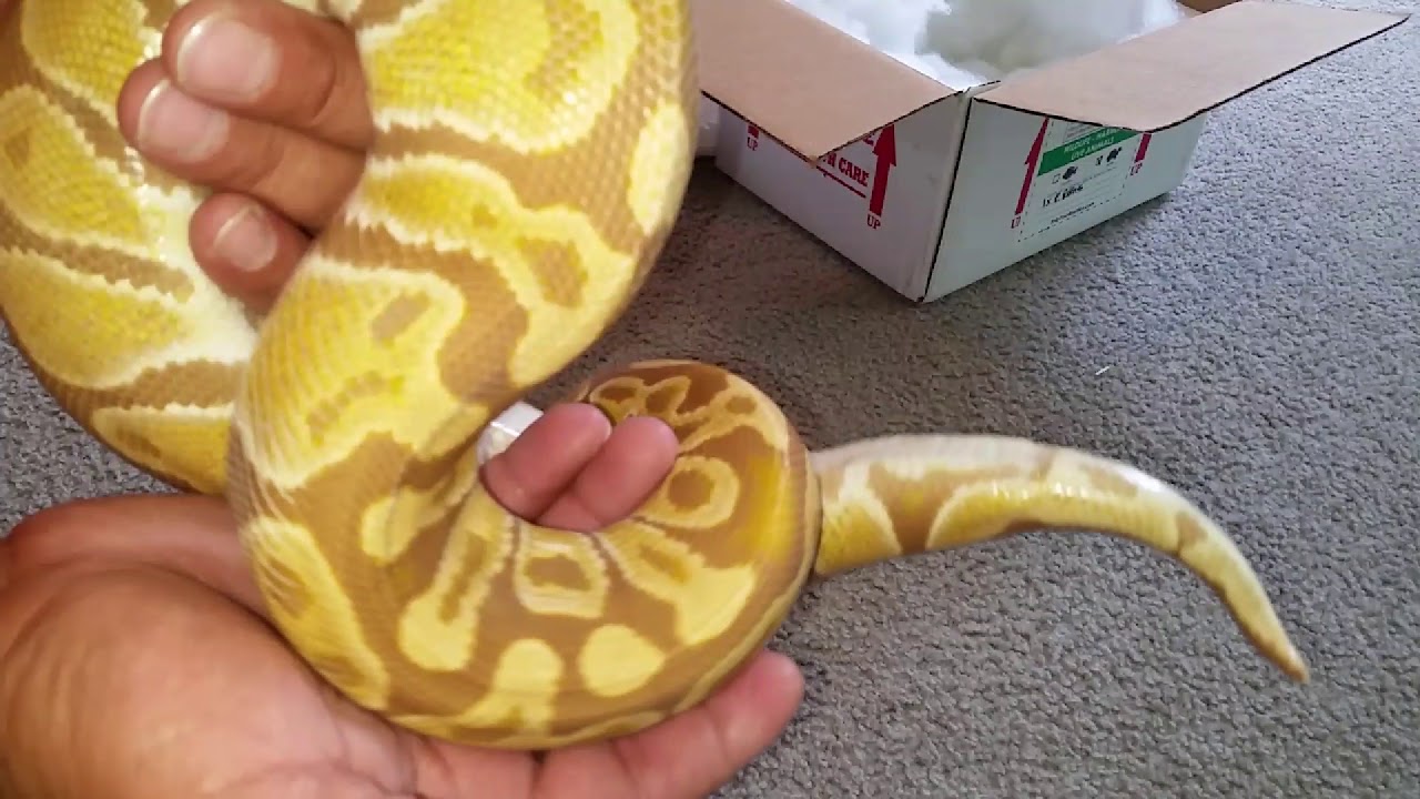 Ball Python Unboxing Recessive Gene Youtube