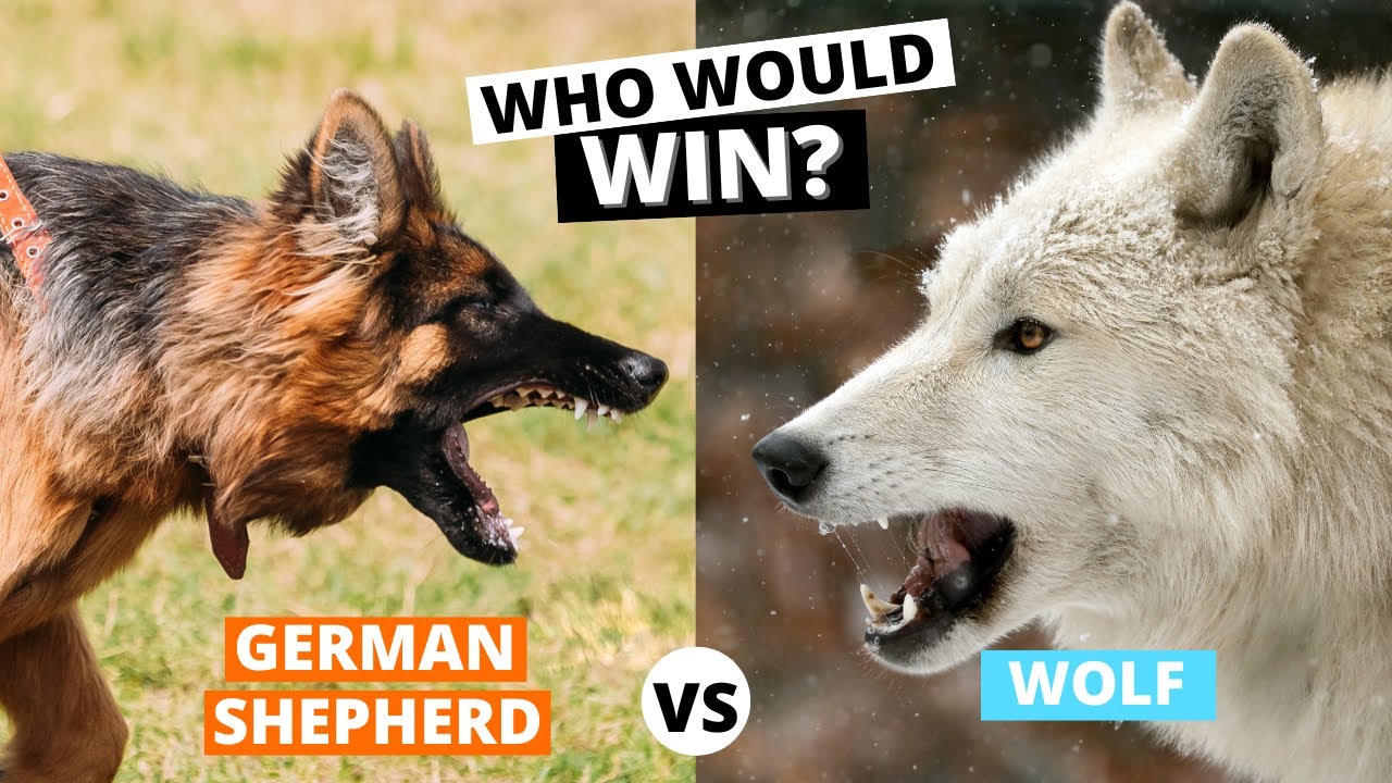 German Shepherd Vs Wolf Real Fight Woman Invents Her Own Wolf Dog