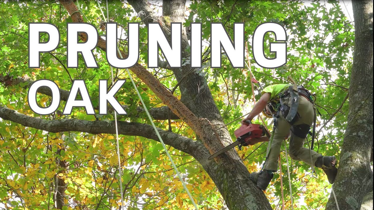 Tree Pruning Oak Youtube