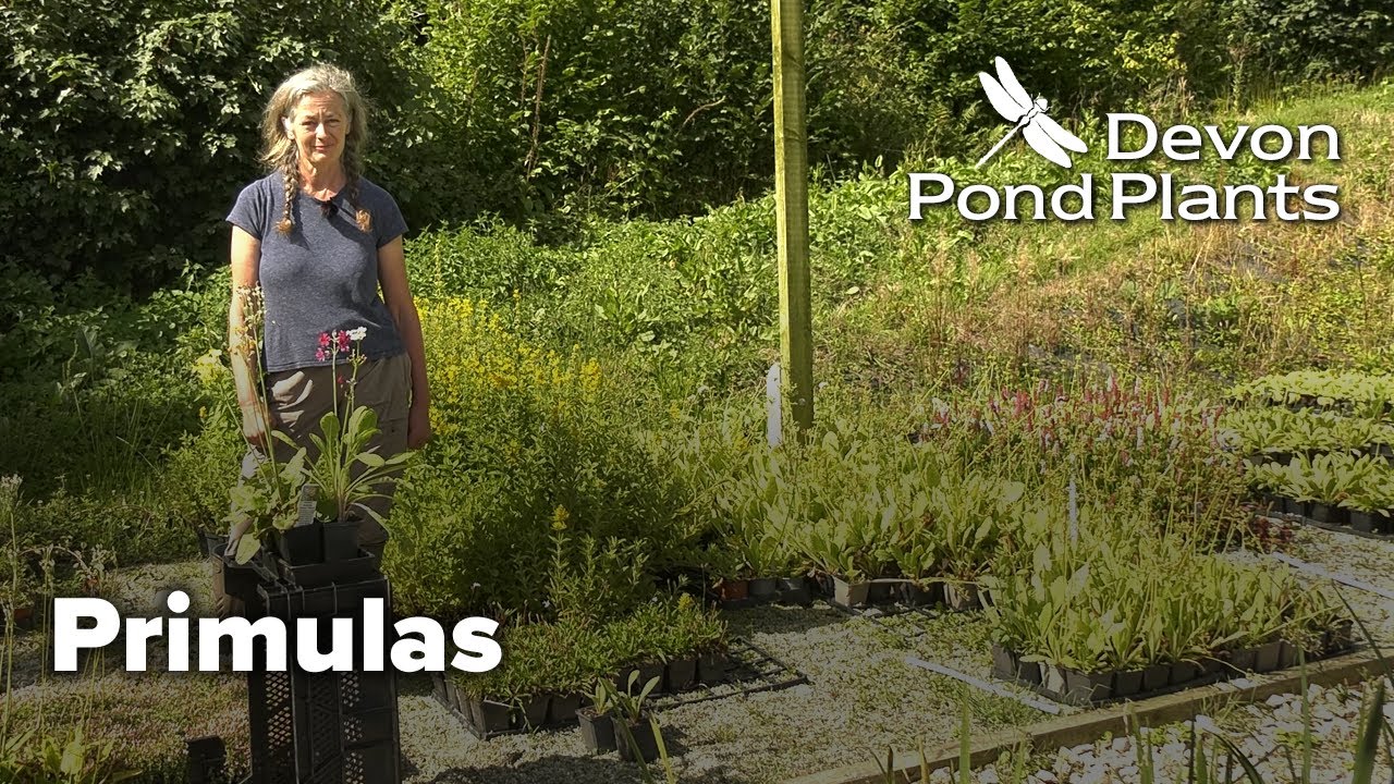 Primulas Youtube