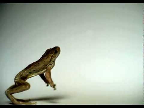Treefrog Jumping In Slow Motion Youtube