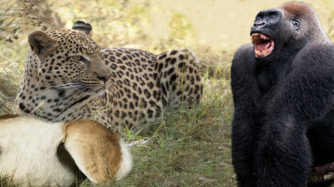 Monkeys Successfully Rescue Antelope From Jaguar Claws Youtube