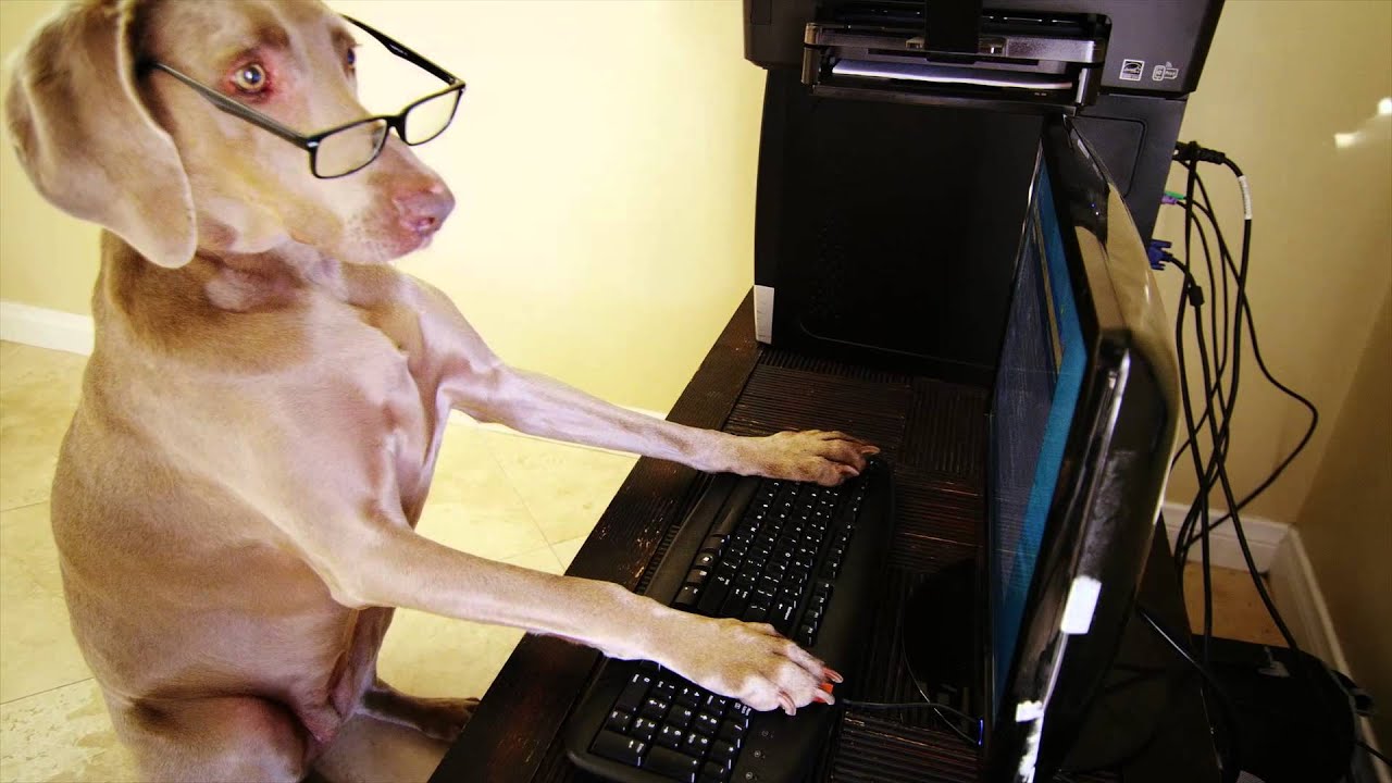 Worlds Smartest Dog Youtube