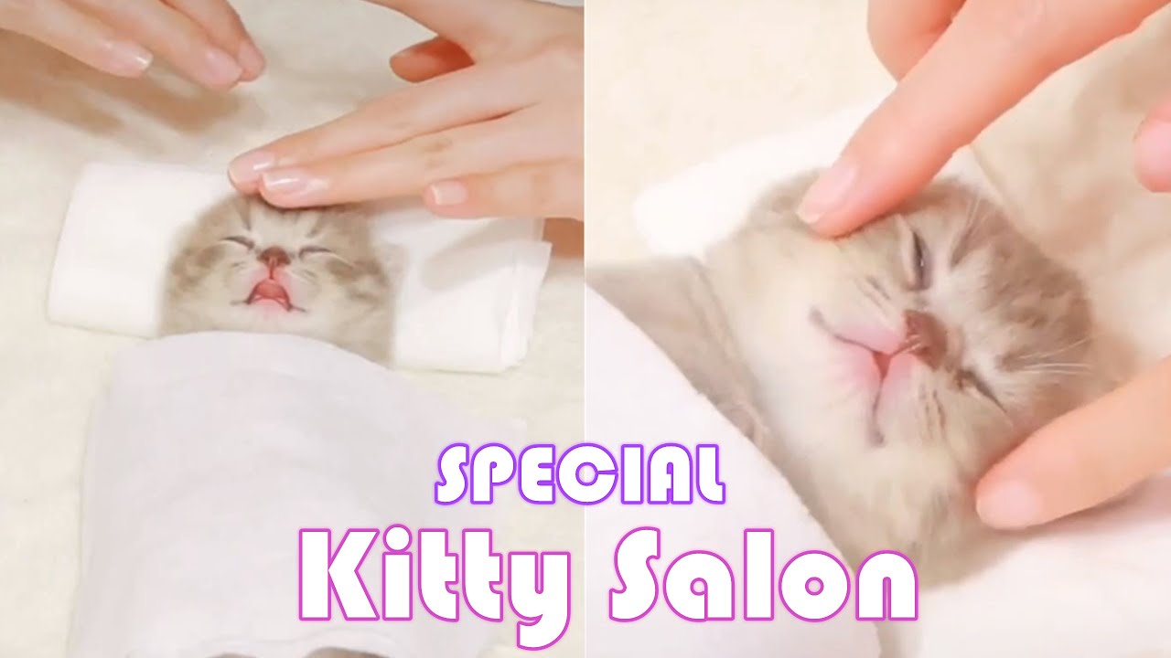 Kitty Salon Special 亢 Kitty Asmr 2 Super Cute Kitten Falling Asleep