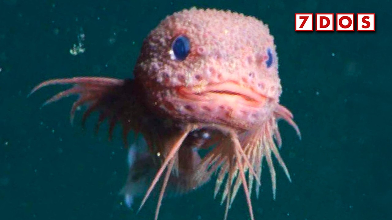 7 Astounding New Deep Sea Creatures Discovered In Earth S Extreme
