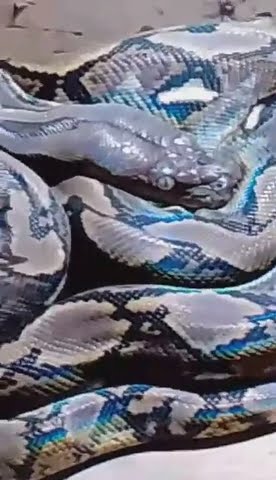 Philippine Python Youtube