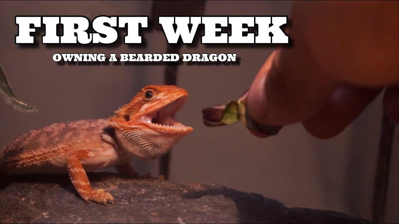 First Week Owning Your New Bearded Dragon Beginner Tips