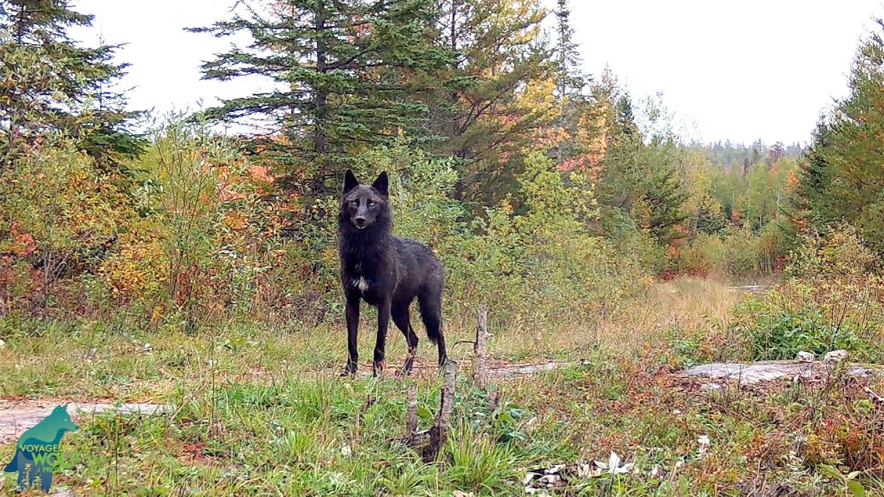 Black Wolf In The Scenic Fall Colors Of Northern Minnesota Youtube