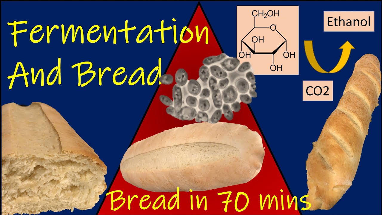 Fermentation And Bread The Science Of Fermentation In Bread Making And