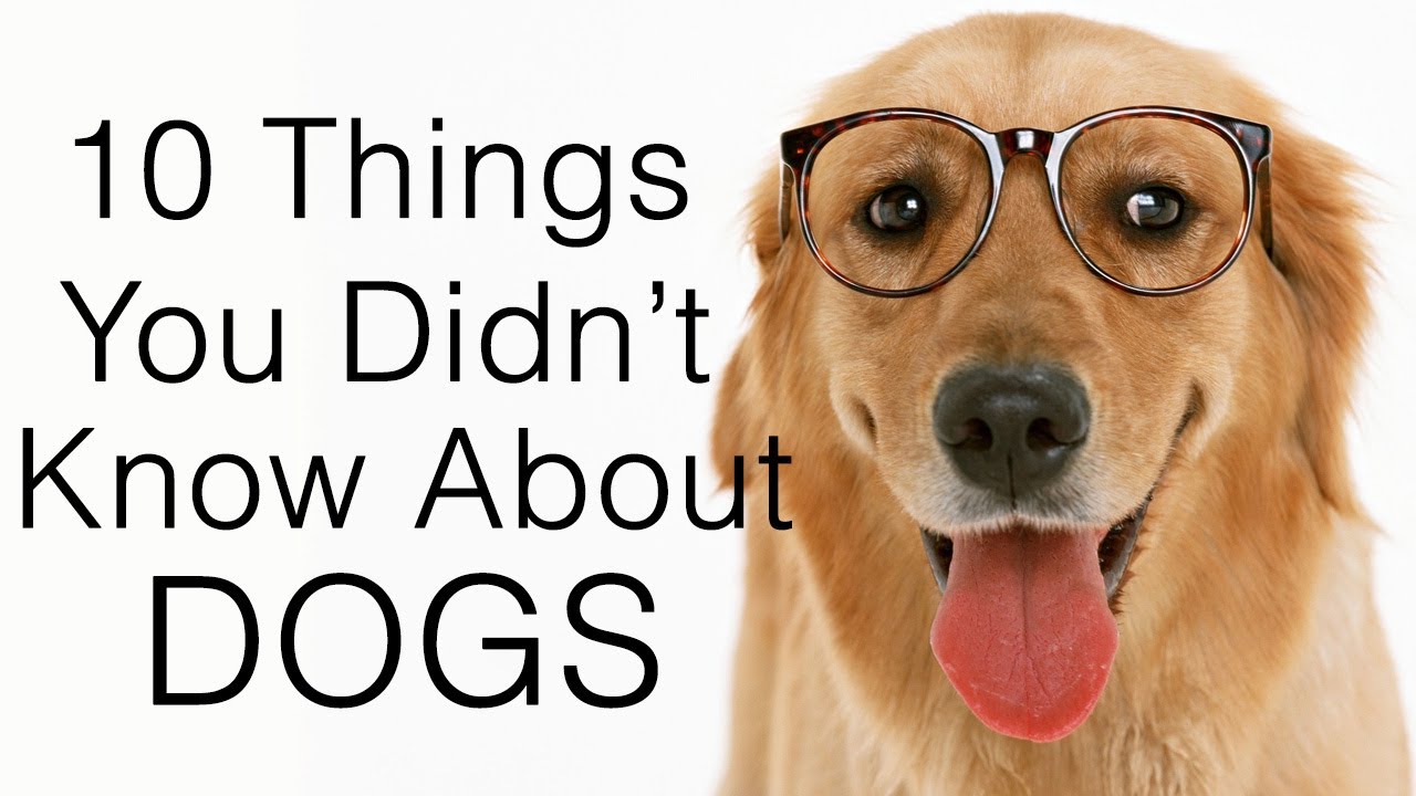 10 Things You Didn T Know About Dogs Youtube
