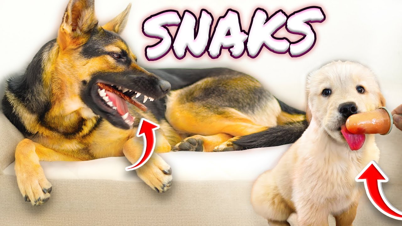 Funniest Animal Fails Part 6 Youtube