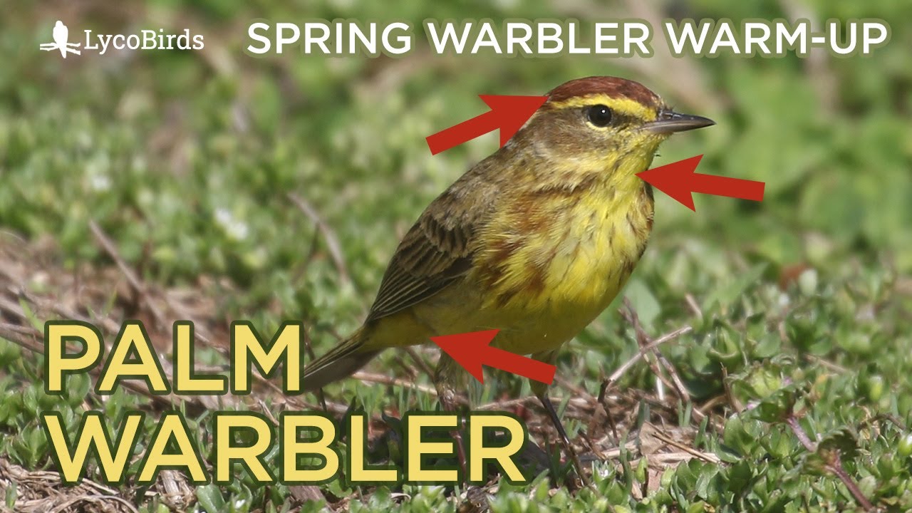 Palm Warbler Identification Spring Warbler Warm Up Youtube