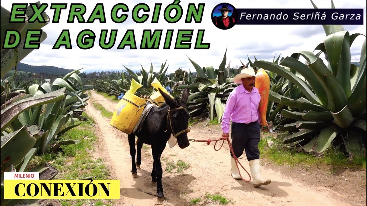 Extracción De Aguamiel Y Capado De Maguey Youtube