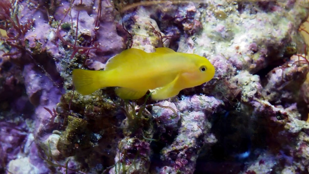 Gobio Payaso Amarillo