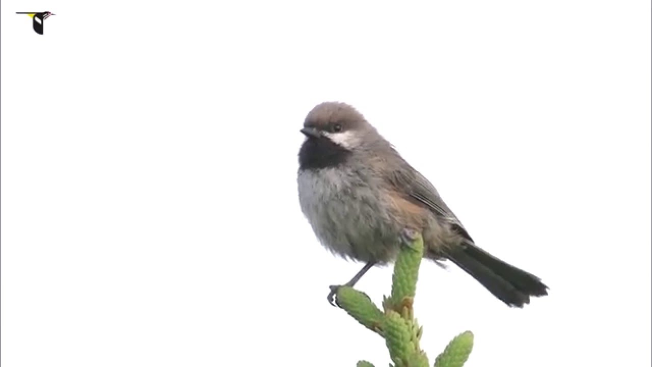 A Boreal Chickadee Calling Youtube