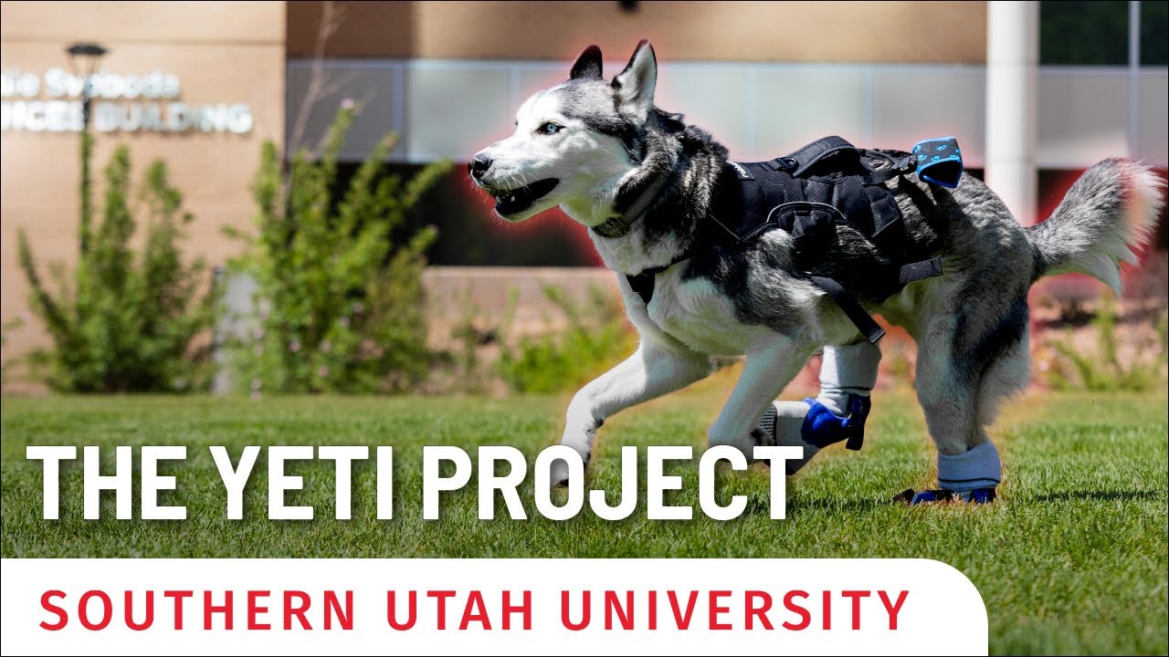 Suu The Yeti Project Youtube
