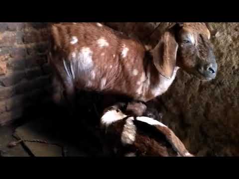Goat Skin Diseases Treatment बकर म चर म र ग एव उपच र सह त ज नकर