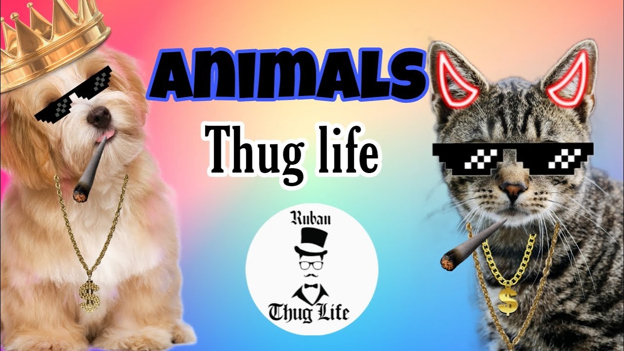 Animal Thug Life Videos Dog And Cat Thug Life Videos Animal Funny