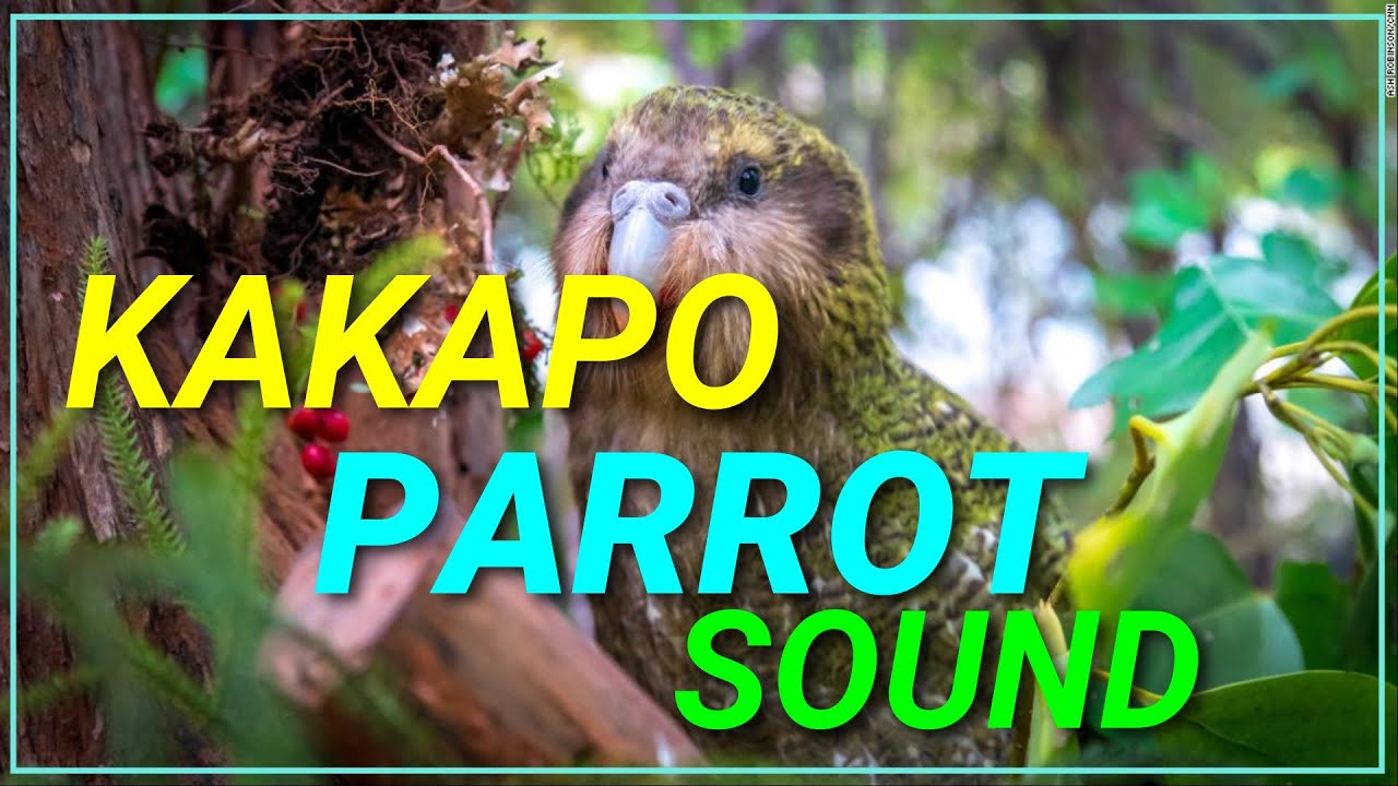 How A Kakapo Parrot Sound Male Call Bird Nature Natural Planet
