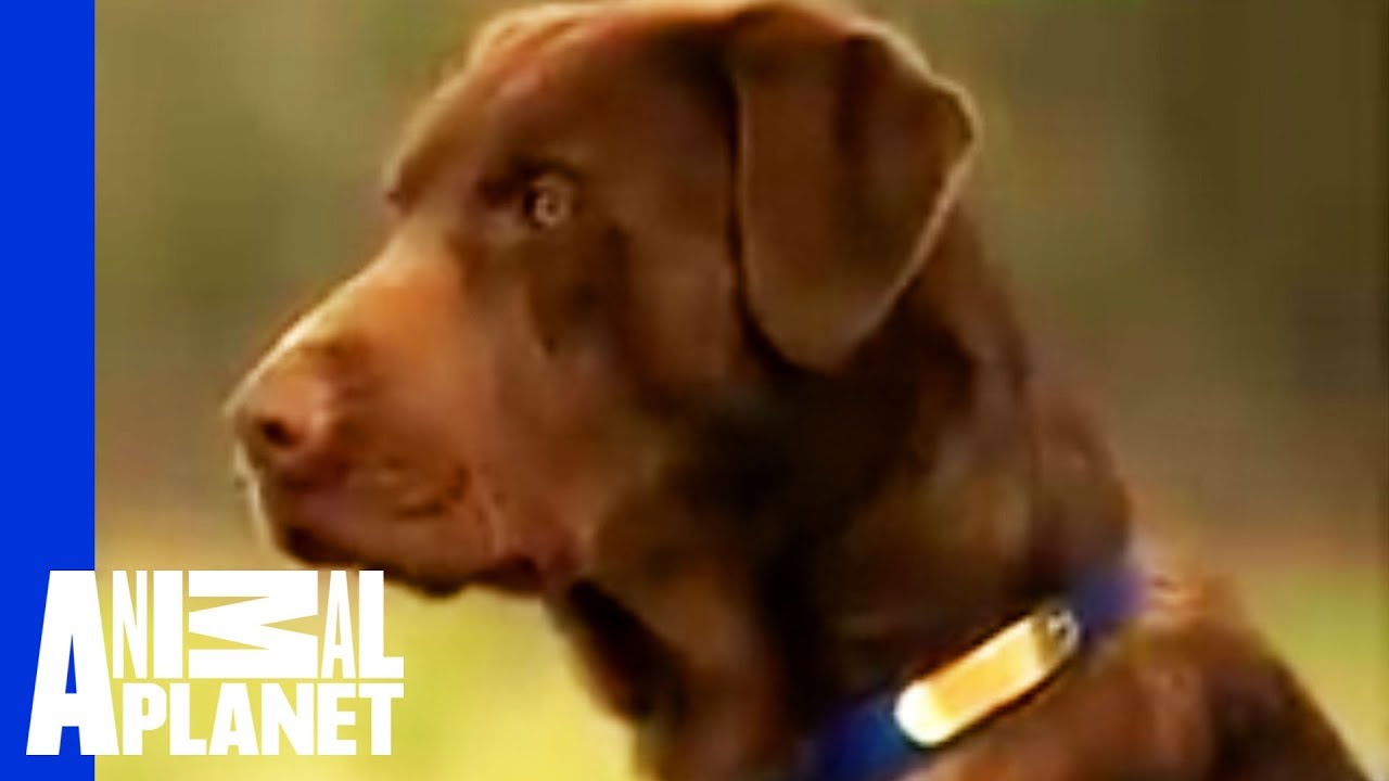 Labrador Retriever Dogs 101 Youtube