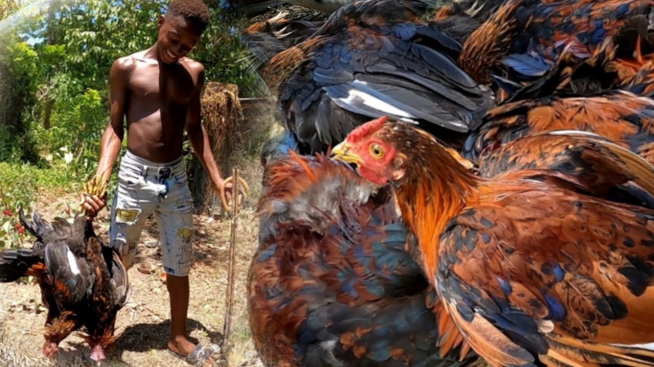 Hunting Wild ñ Fast Rooster With Spearguns Catch Clean ñ Cook Curry