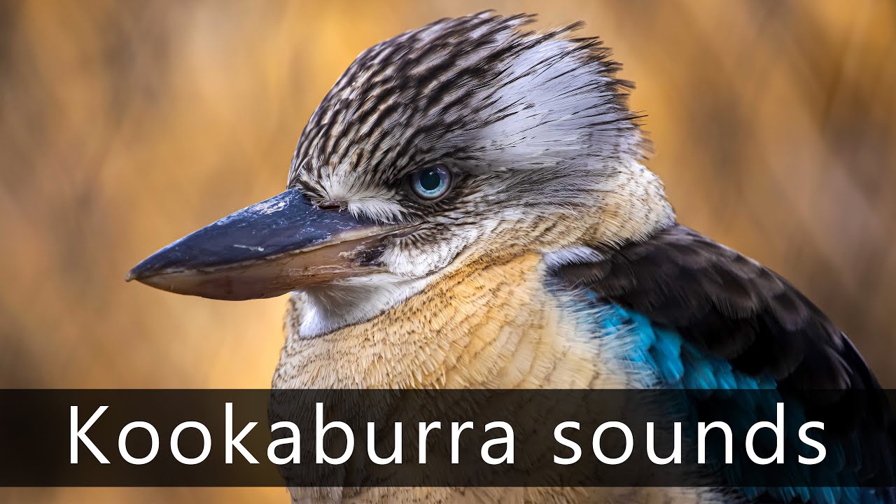 The Sounds Of Kookaburras Youtube