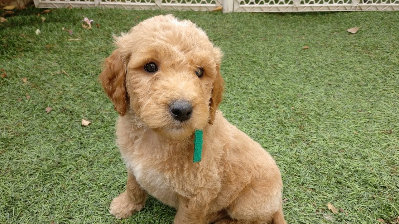 Goldendoodle Puppy Picking Youtube