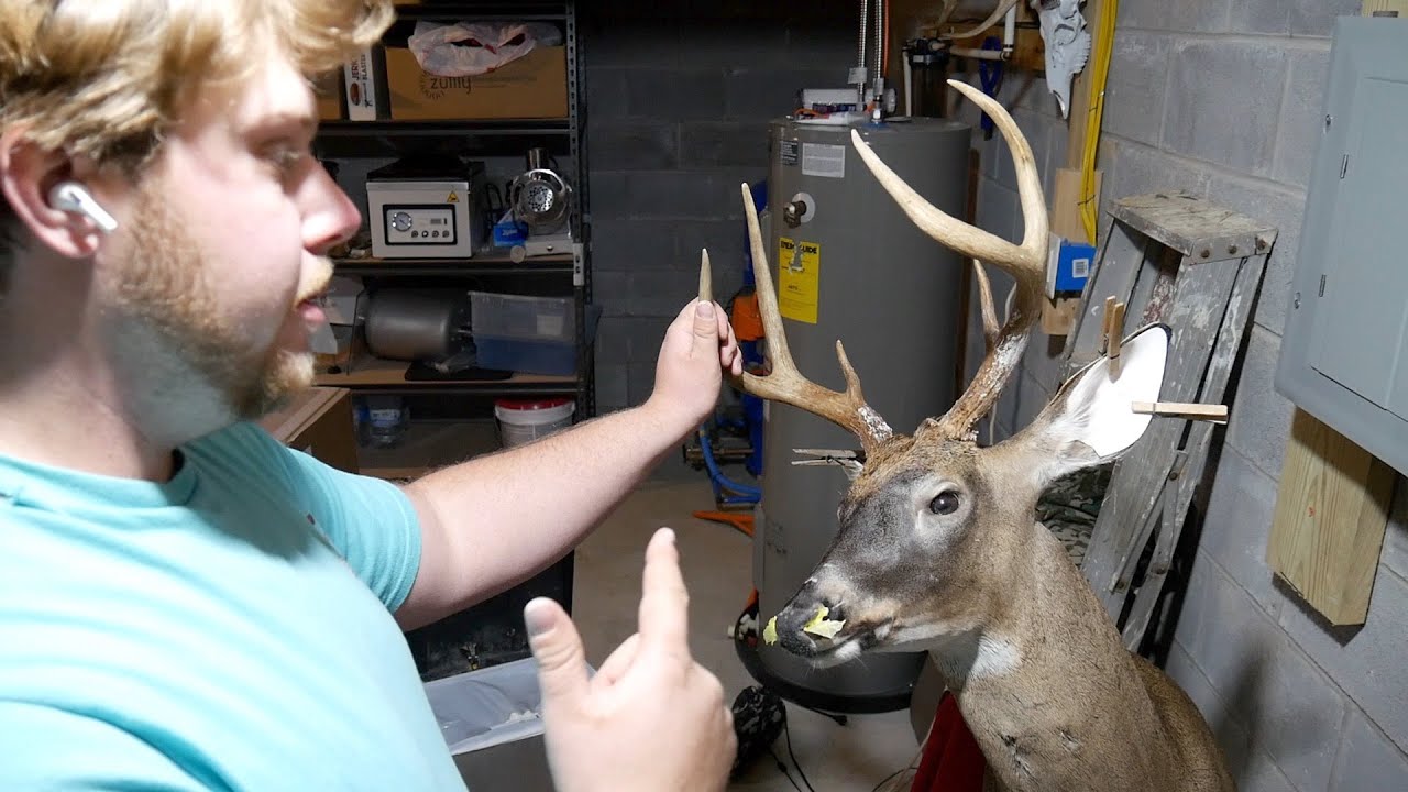 Mounting A Deer Taxidermy Part 2 Youtube