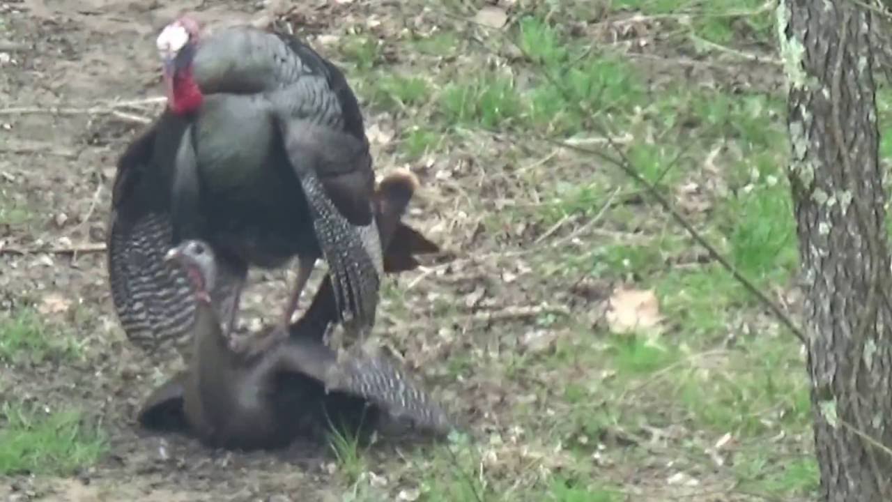 Wild Turkeys Mating Youtube