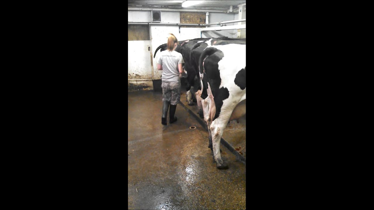 Milking Cows Youtube