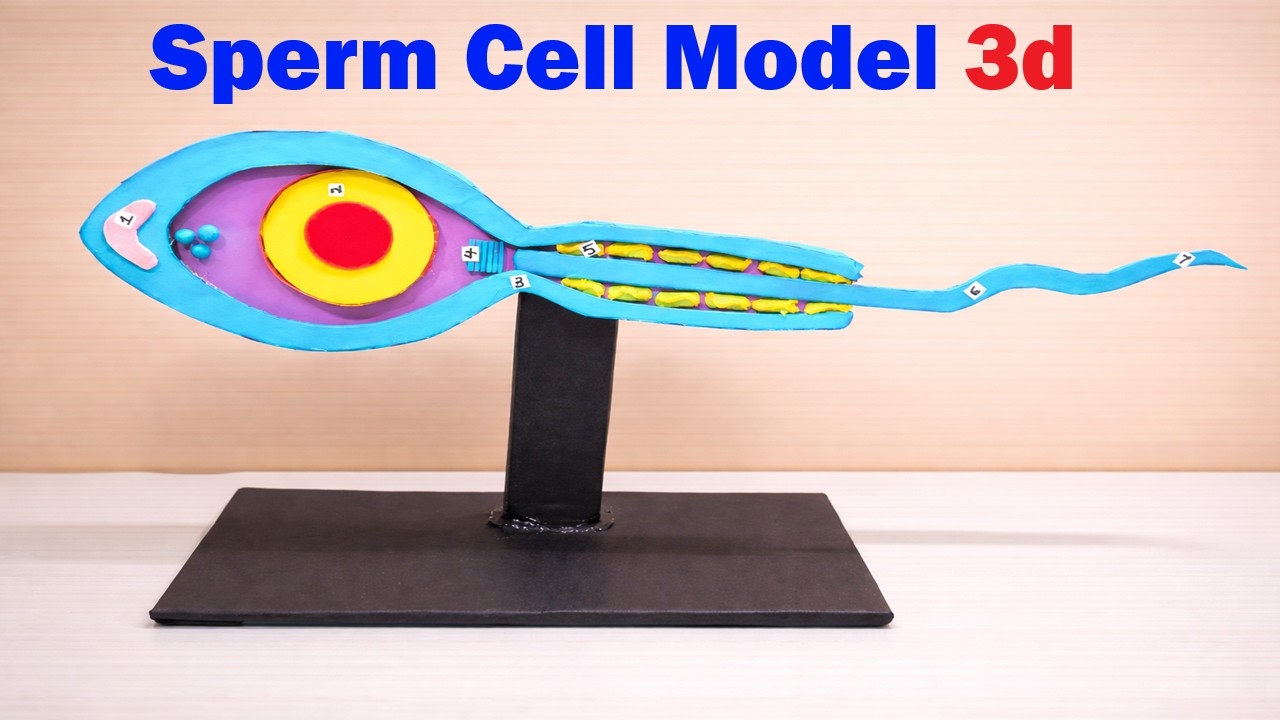 Sperm Cell Model 3d Diy Biology Project Craftpiller Still Model