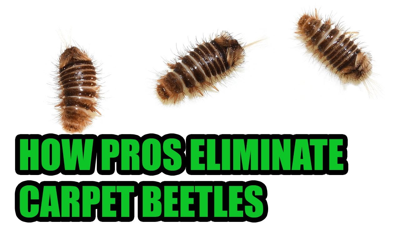 Carpet Beetles Aren T Bed Bugs Learn How To Eliminate Carpet Beetles