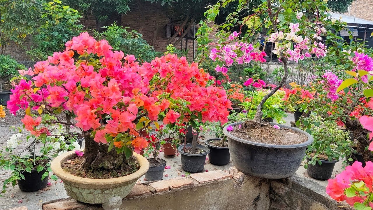 Cara Membungakan Bunga Bougenville Youtube