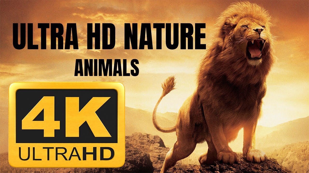 Ultra Hd Nature 4k Videos Animals 8k Videos Relaxing Youtube