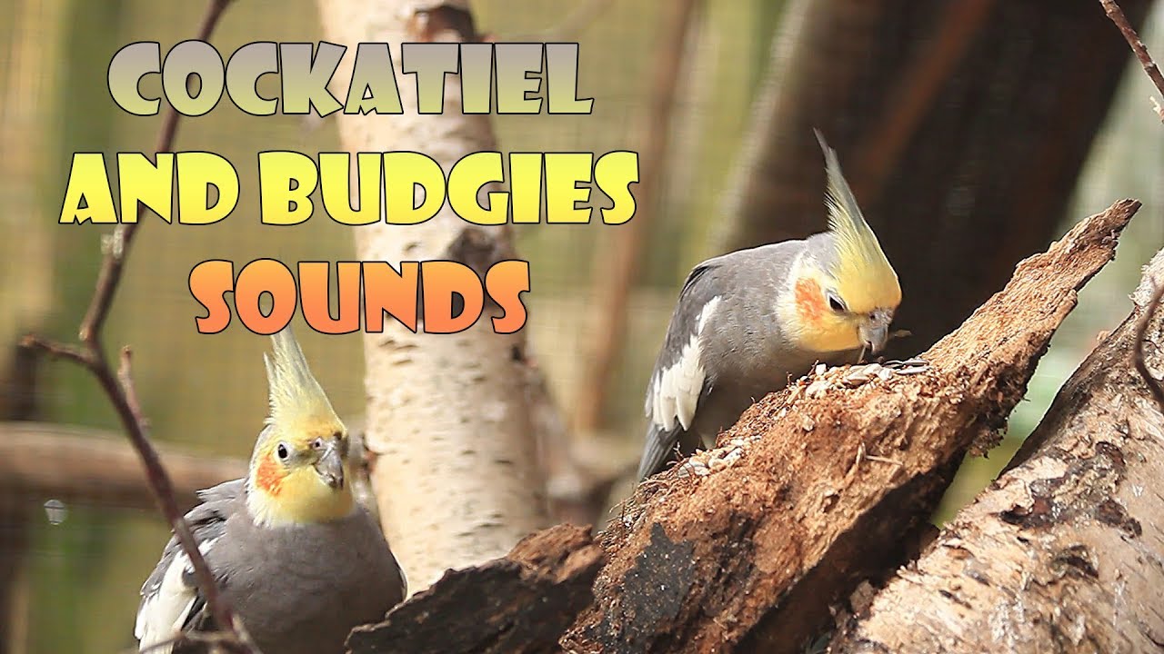 Happy Cockatiel Budgerigar And Budgie Sounds 30 Minutes Uninterrupted