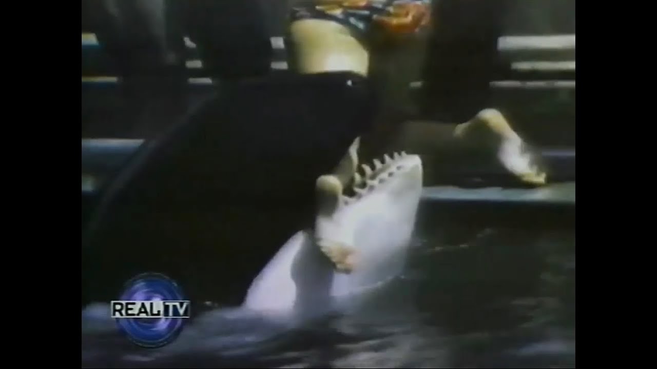Shamu Life Cycle Shamu S Story The Disturbing History Of Killer Whale
