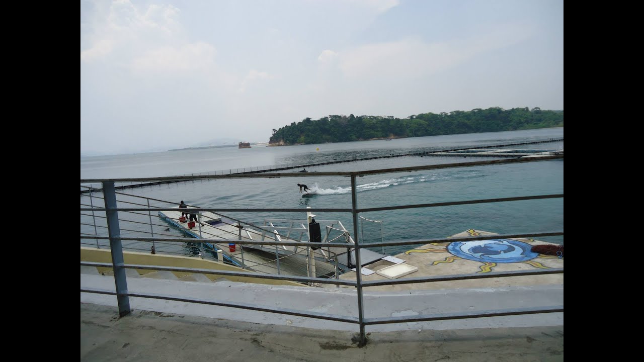 Ocean Adventure Subic Bay Youtube