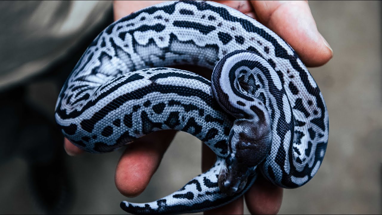 Blue Ball Python Morphs