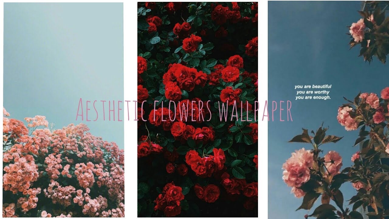 Aesthetic Flowers Wallpaper Best Flower Site