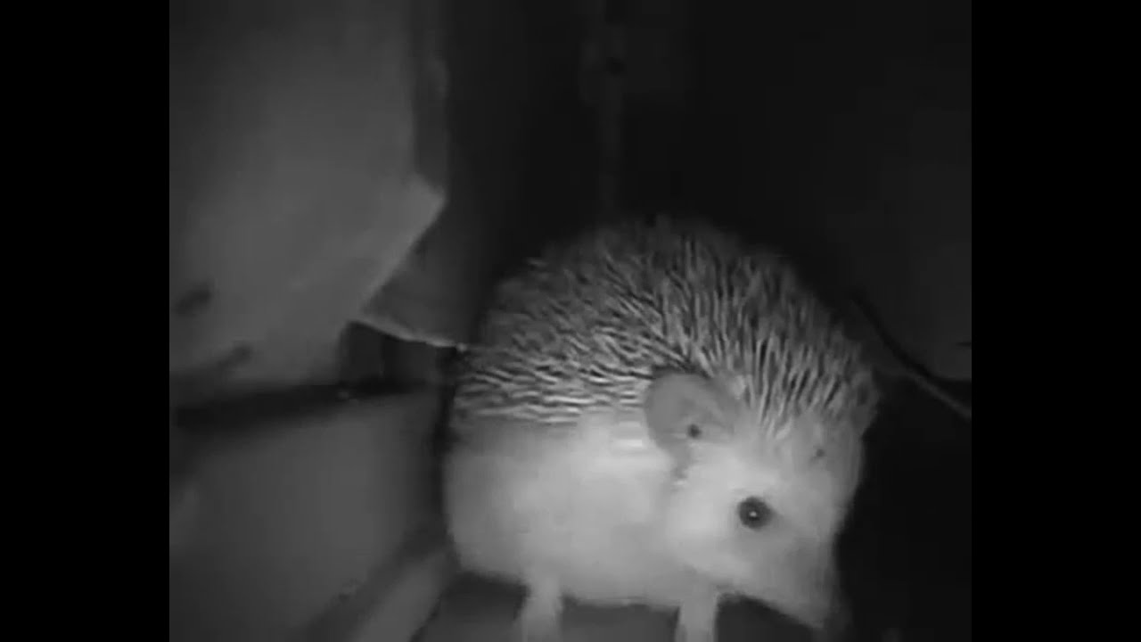 Hedgehog Sneezes Explosion Meme Youtube