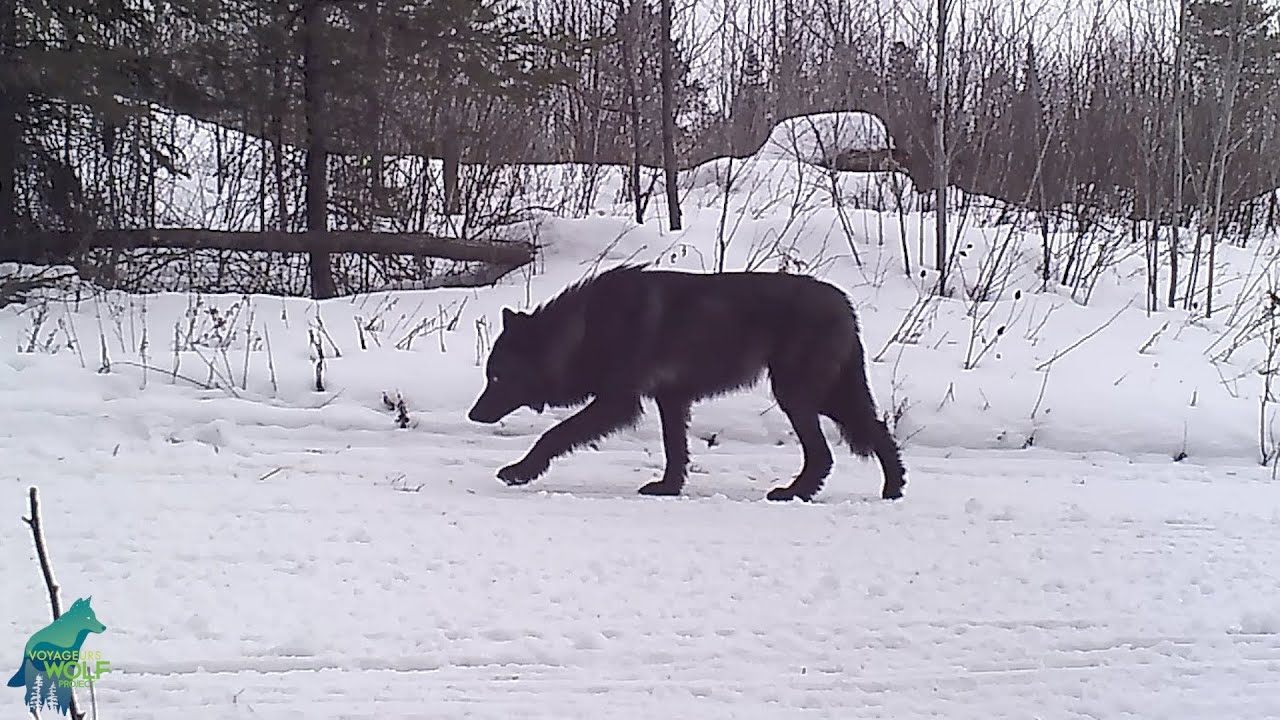 Stunning Rare Black Wolf In Northern Minnesota Youtube
