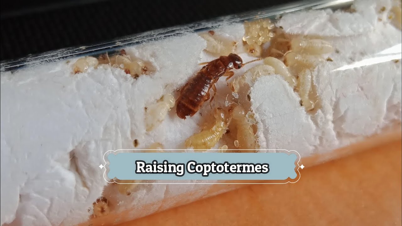 Raising Coptotermes Youtube