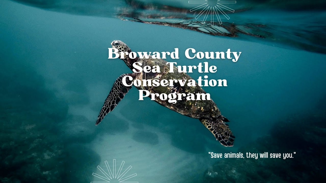 Bcstcp Broward County Sea Turtle Conservation Program Youtube