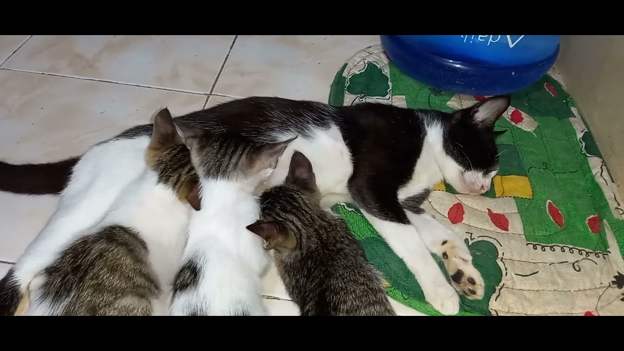 Mother Puspin Cat Feeding Kittens Youtube